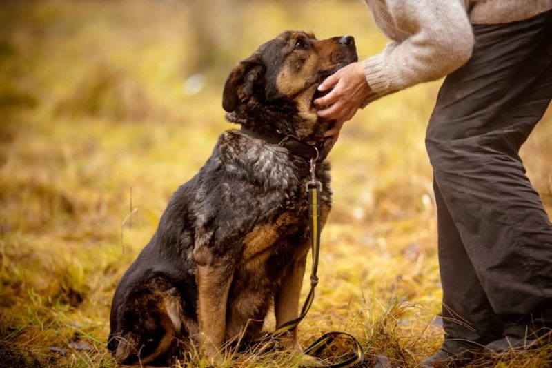 Bone Cancer in Dogs: Symptoms, Causes, Treatment | Great Pet Care