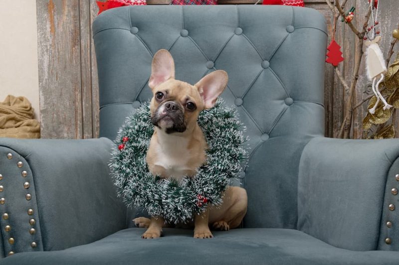 142 Christmas Dog Names to Love All Year Long | Great Pet Care