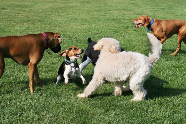 Dog Wheezing: What It Sounds Like and Why It Happens | Great Pet Care