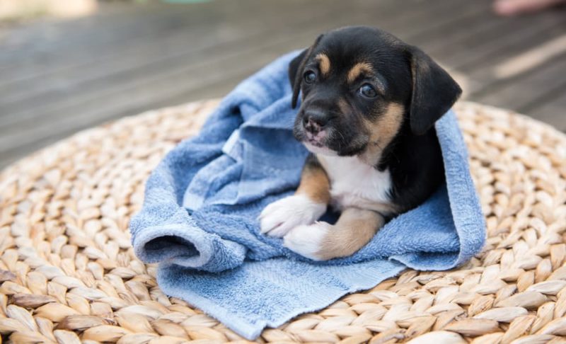 How to Bathe a Puppy: Tips, Schedule, and Grooming Essentials | Great ...