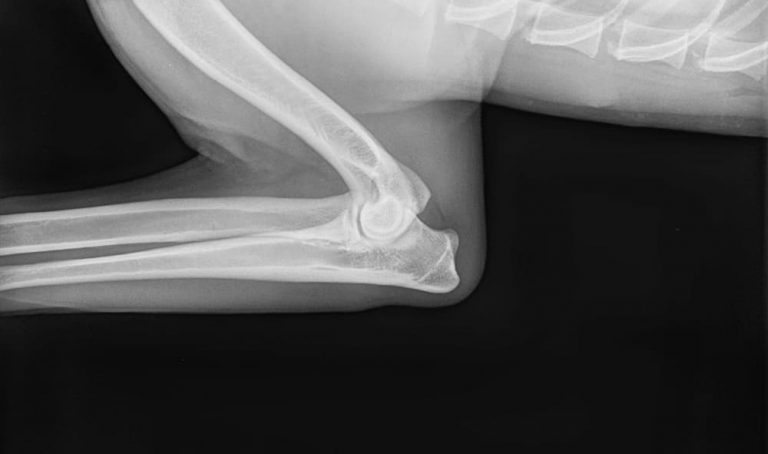Elbow Dysplasia in Dogs | Great Pet Care
