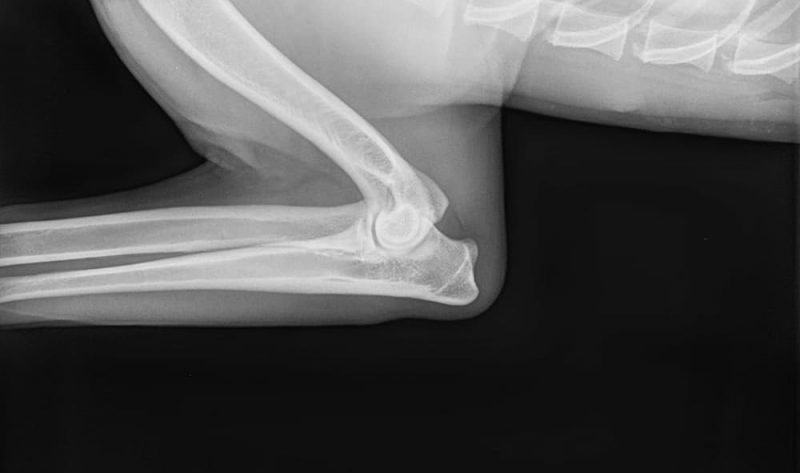 Elbow Dysplasia in Dogs | Great Pet Care