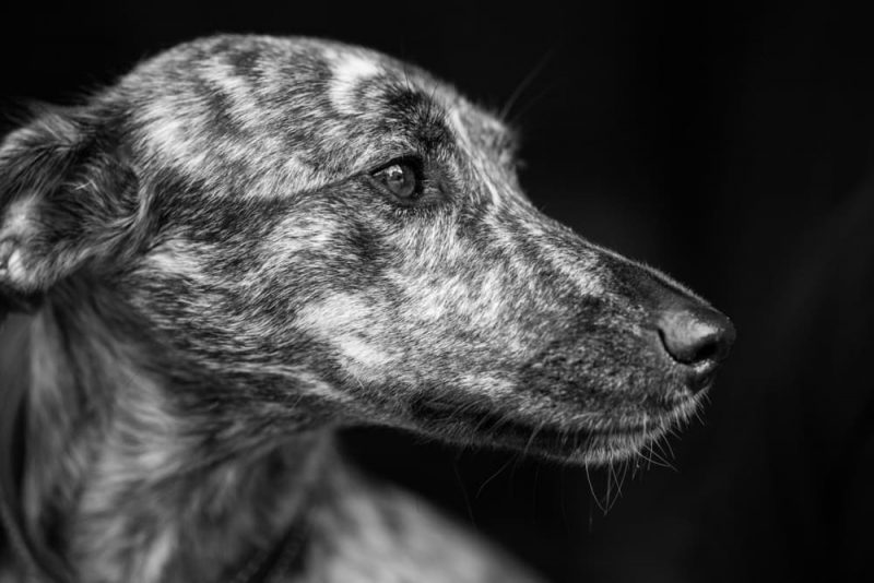 Lurcher Dog Breed Information | Great Pet Care