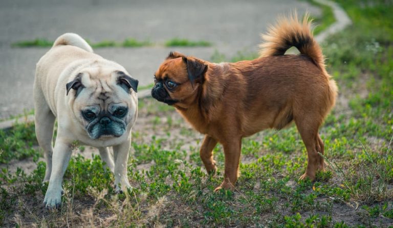 Pugapoo | Great Pet Care
