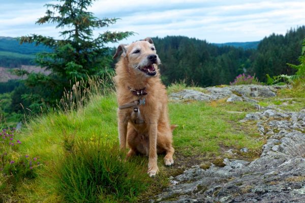 Lurcher Dog Breed Information | Great Pet Care