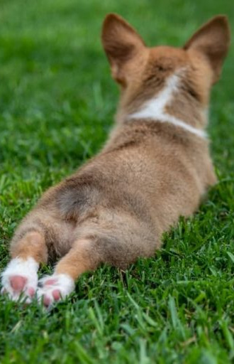 Rotten Dog Teeth: Causes, Signs, and What to Do | Great Pet Care