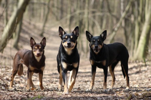 Australian Kelpie | Great Pet Care