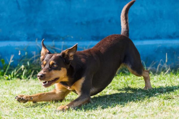 Australian Kelpie | Great Pet Care