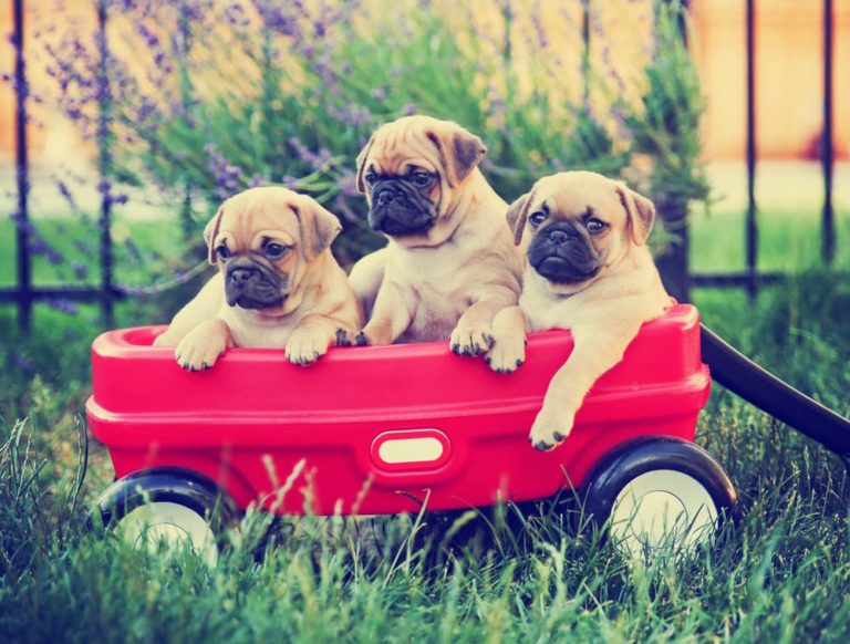 Chug Personality Traits and Facts | Great Pet Care