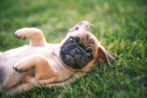 Chug Personality Traits and Facts | Great Pet Care