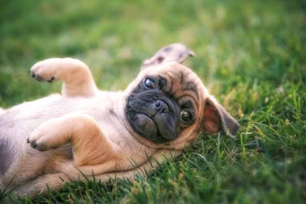 Chug Personality Traits and Facts | Great Pet Care