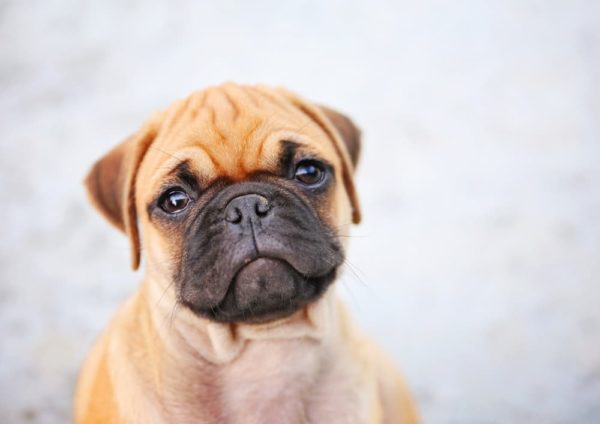 Chug Personality Traits and Facts | Great Pet Care
