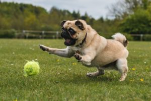 Chug Personality Traits and Facts | Great Pet Care