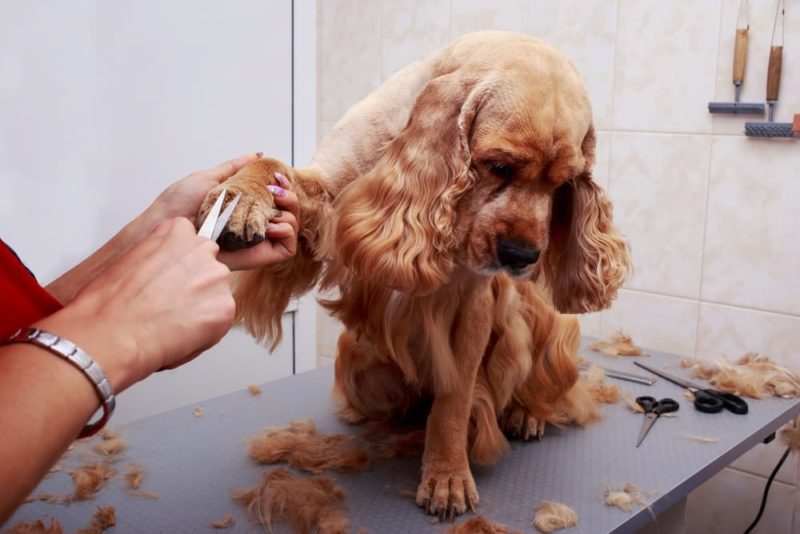Cocker Spaniel | Great Pet Care