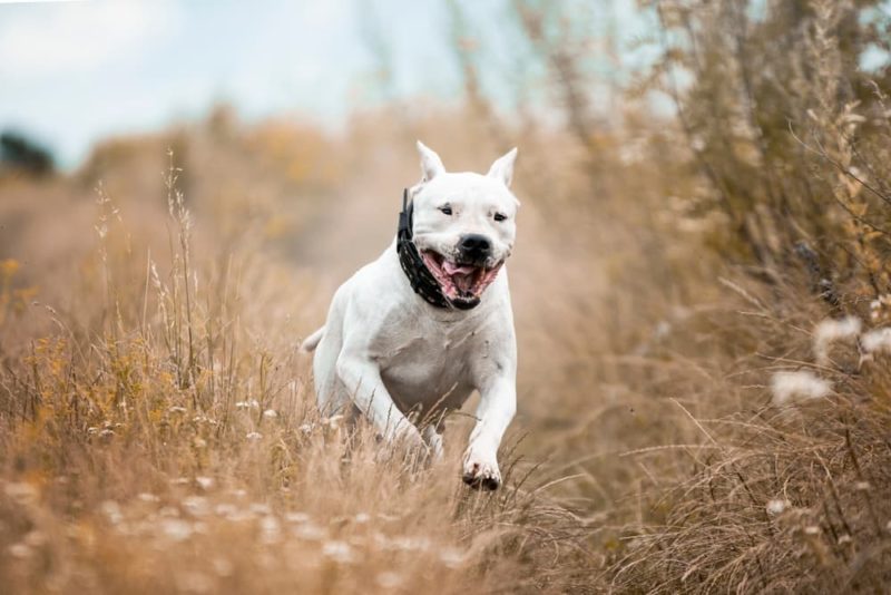 Dogo Argentino Personality Traits & Facts | Great Pet Care