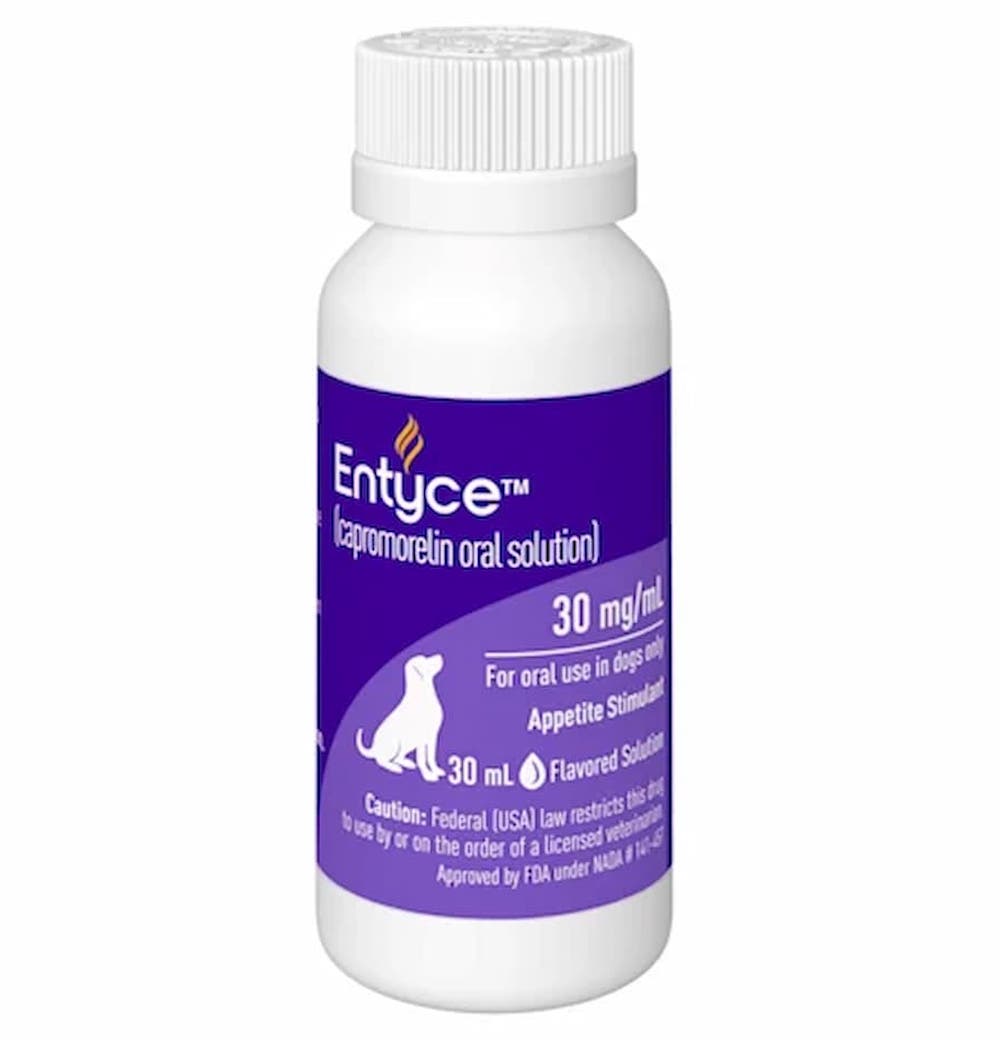Appetite Stimulants for Dogs: 7 Vet-Recommended Picks | Great Pet Care