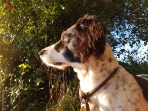 Sprollie Dog Personality Traits & Facts | Great Pet Care