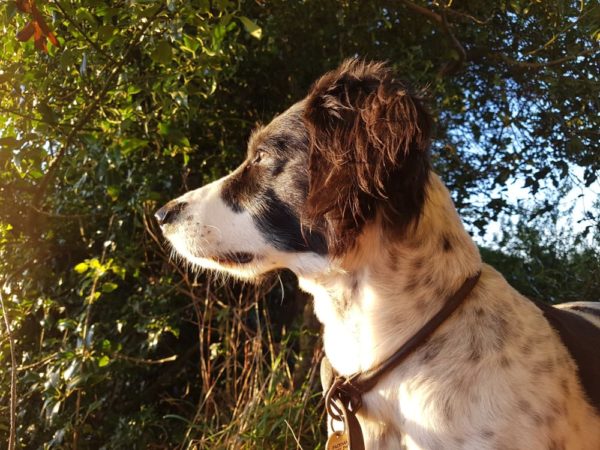 Sprollie Dog Personality Traits & Facts | Great Pet Care