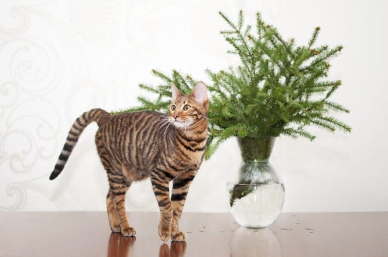 Toyger Cat Breed Information | Great Pet Care