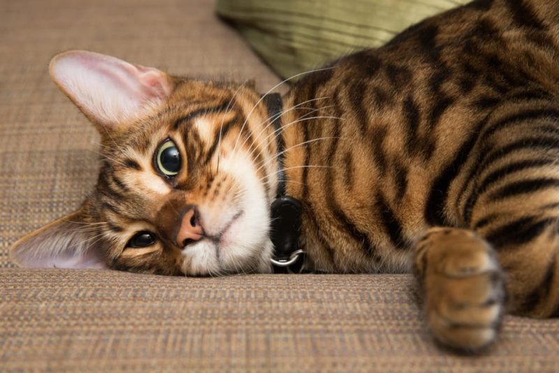Toyger Cat Breed Information | Great Pet Care