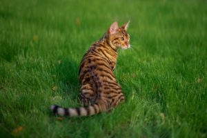 Toyger Cat Breed Information | Great Pet Care