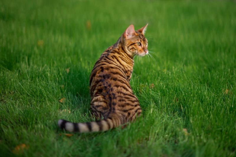 Toyger Cat Breed Information | Great Pet Care