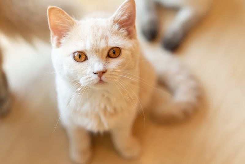 Best Vet-Approved Cat Sedatives for Travel | Great Pet Care