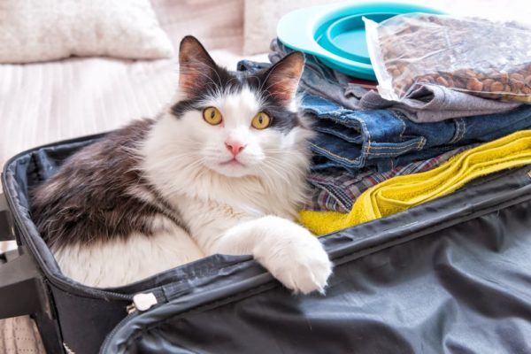 Best Vet-Approved Cat Sedatives for Travel | Great Pet Care