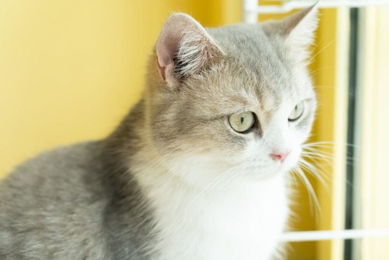 Best Vet-Approved Cat Sedatives for Travel | Great Pet Care