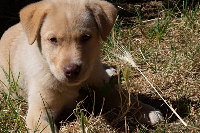 Dangers of Foxtails for Dogs | Great Pet Care