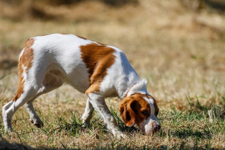 Scent Training for Dogs: What it Is and How to Do It | Great Pet Care