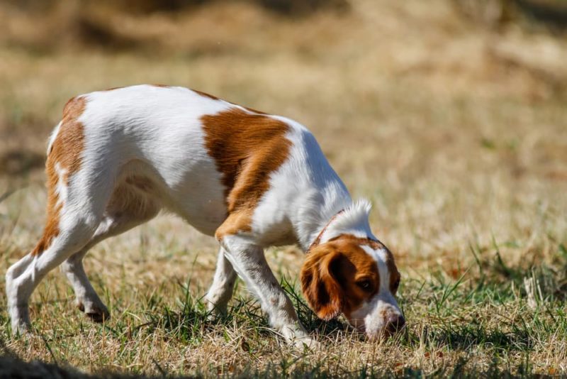 Scent Training for Dogs: What it Is and How to Do It | Great Pet Care
