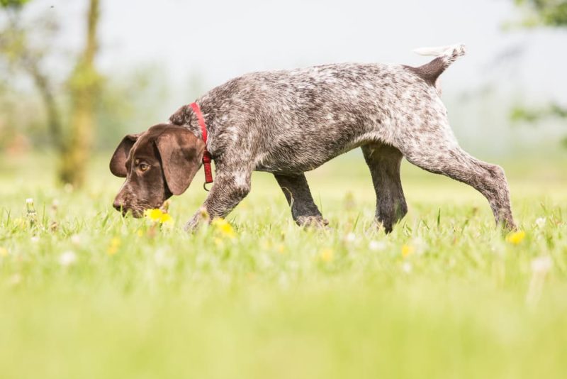Scent Training for Dogs: What it Is and How to Do It | Great Pet Care