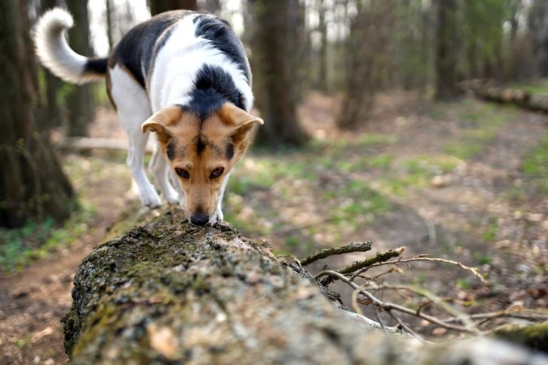 Scent Training for Dogs: What it Is and How to Do It | Great Pet Care
