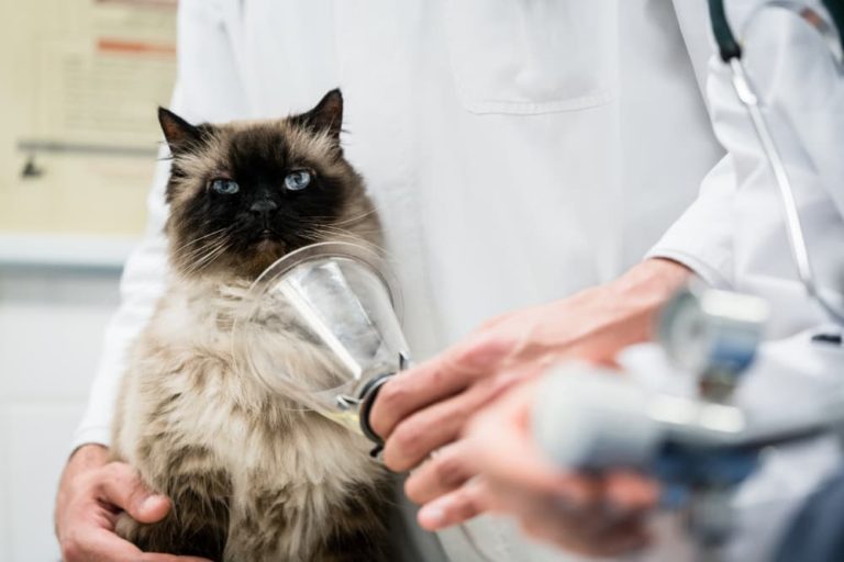 Cat Breathing Heavy: 5 Reasons It Happens | Great Pet Care