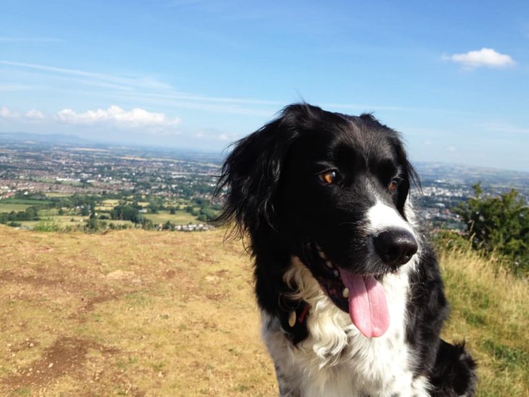 Sprollie Dog Personality Traits & Facts | Great Pet Care