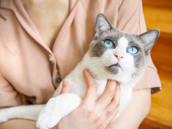 9 Friendliest Cat Breeds | Great Pet Care