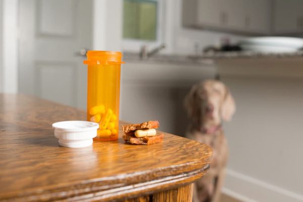 How to Give a Dog a Pill | Great Pet Care