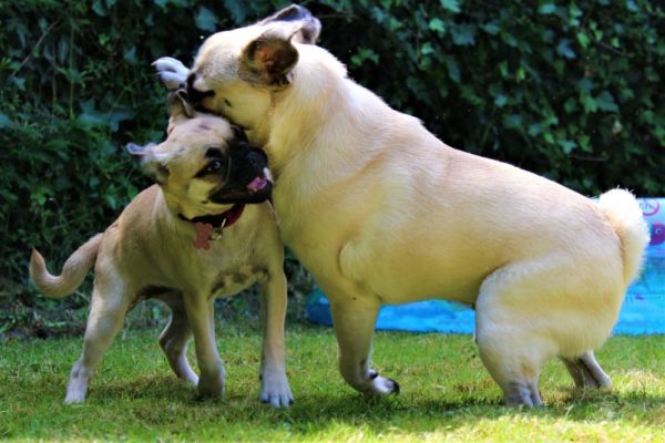 Chug Personality Traits and Facts | Great Pet Care