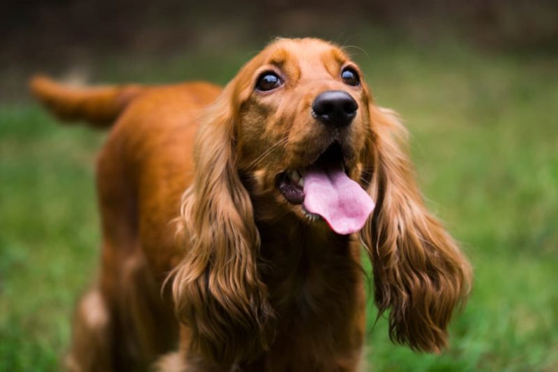 Cocker Spaniel | Great Pet Care