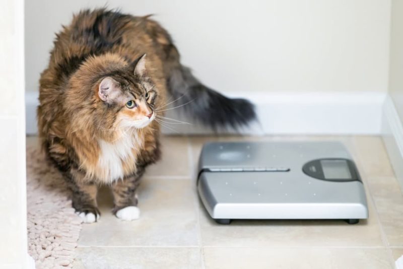How to Help a Cat Lose Weight: 8 Things to Try | Great Pet Care