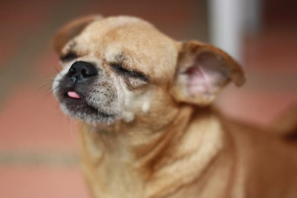 Chug Personality Traits and Facts | Great Pet Care