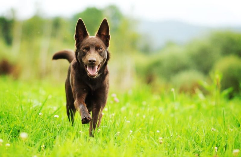 Australian Kelpie | Great Pet Care