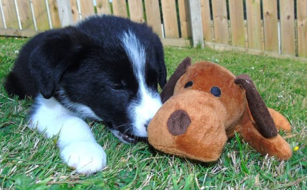 Sprollie Dog Personality Traits & Facts | Great Pet Care