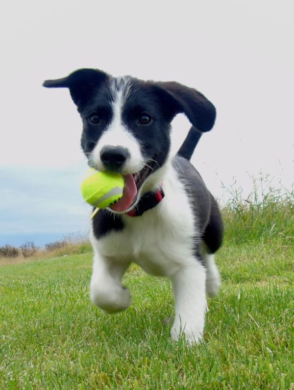 Sprollie Dog Personality Traits & Facts | Great Pet Care