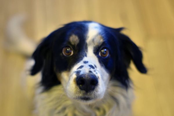 Sprollie Dog Personality Traits & Facts | Great Pet Care