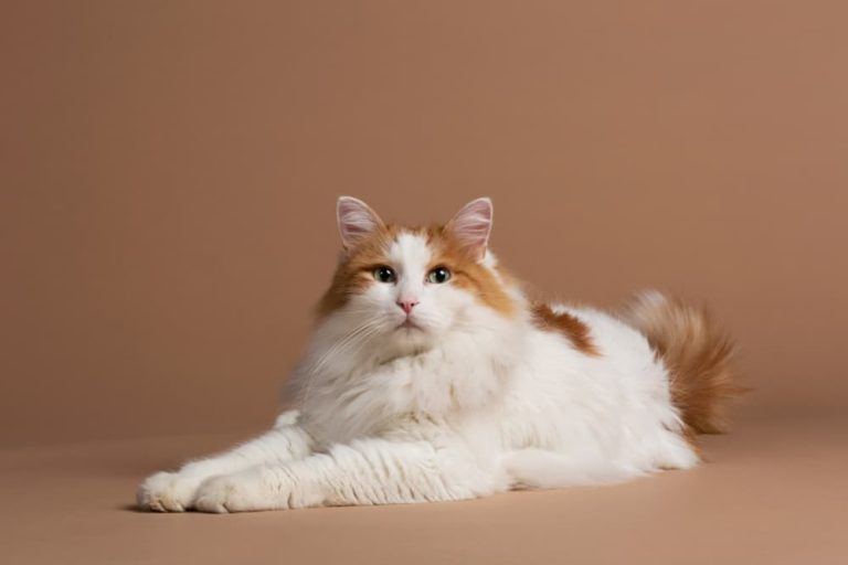 9 Friendliest Cat Breeds | Great Pet Care