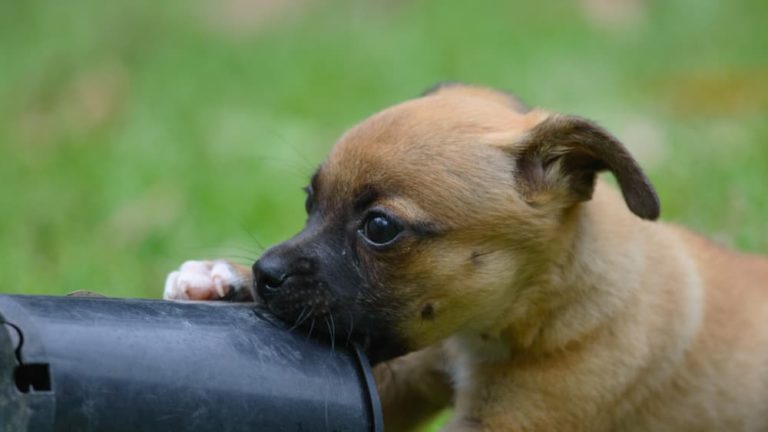 Chug Personality Traits and Facts | Great Pet Care