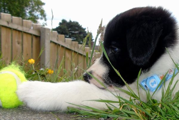 Sprollie Dog Personality Traits & Facts | Great Pet Care