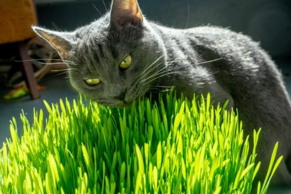 Wheatgrass for Cats: Benefits and Uses | Great Pet Care